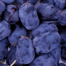Haskap (Honeyberry) - Borealis – Bearberry Roots