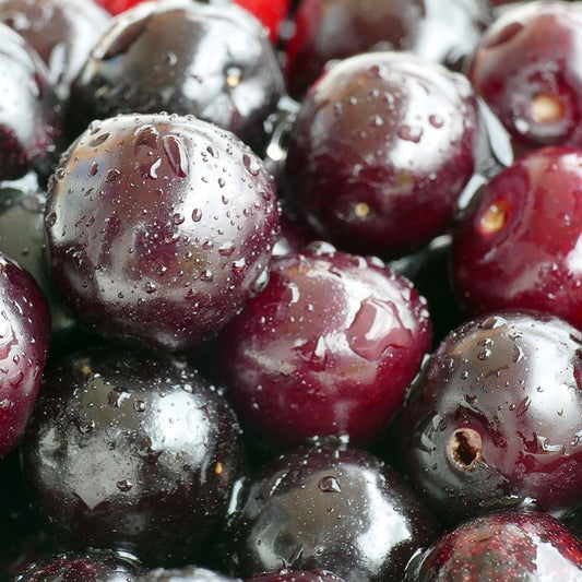 Small Fruit – Bearberry Roots