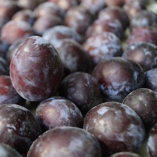 Hardy Plums and Cherry Plums – Bearberry Roots