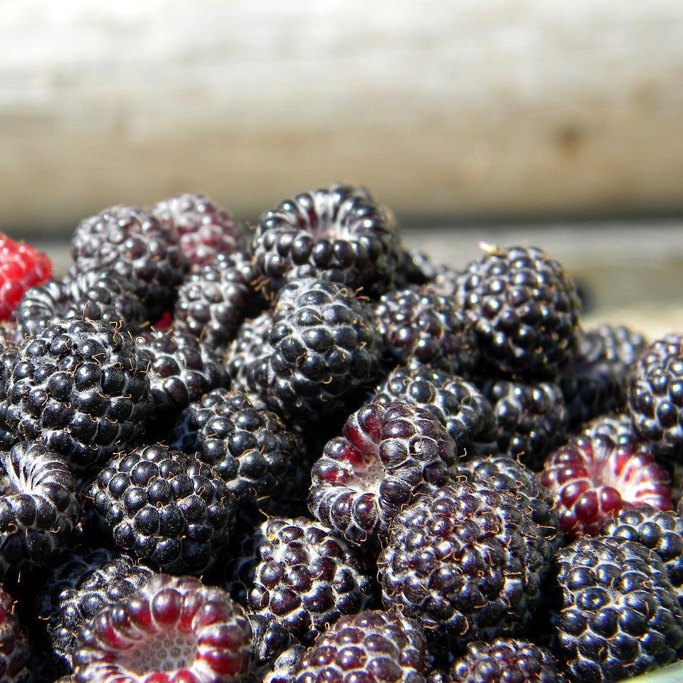 Raspberry - Jewel Black – Bearberry Roots