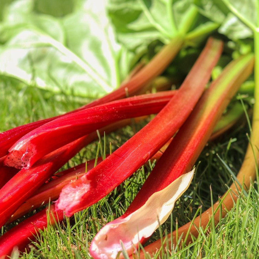 Rhubarb - Canada Red – Bearberry Roots